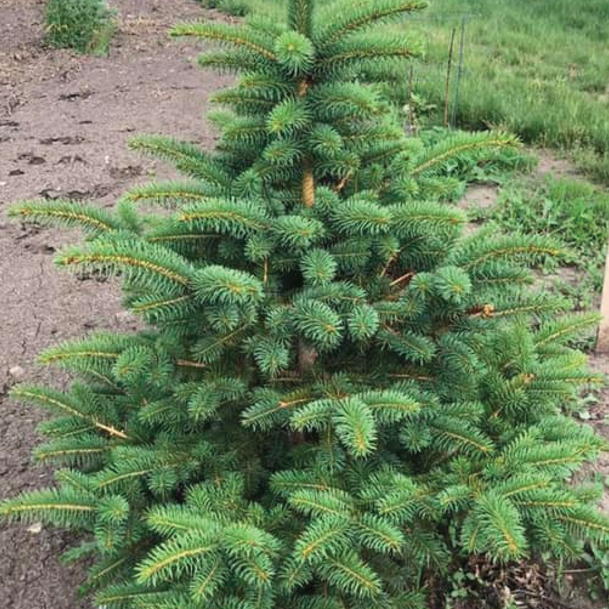 Shelterbelt Trees – Agro-Forestree Farm