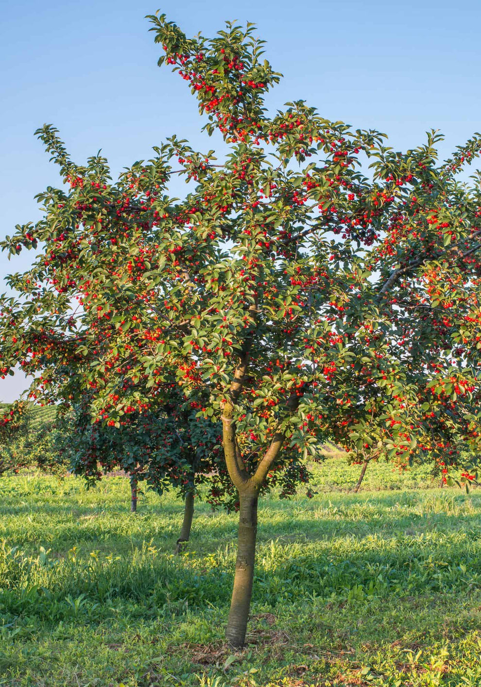 Cherry - Evans Bali – Agro-Forestree Farm